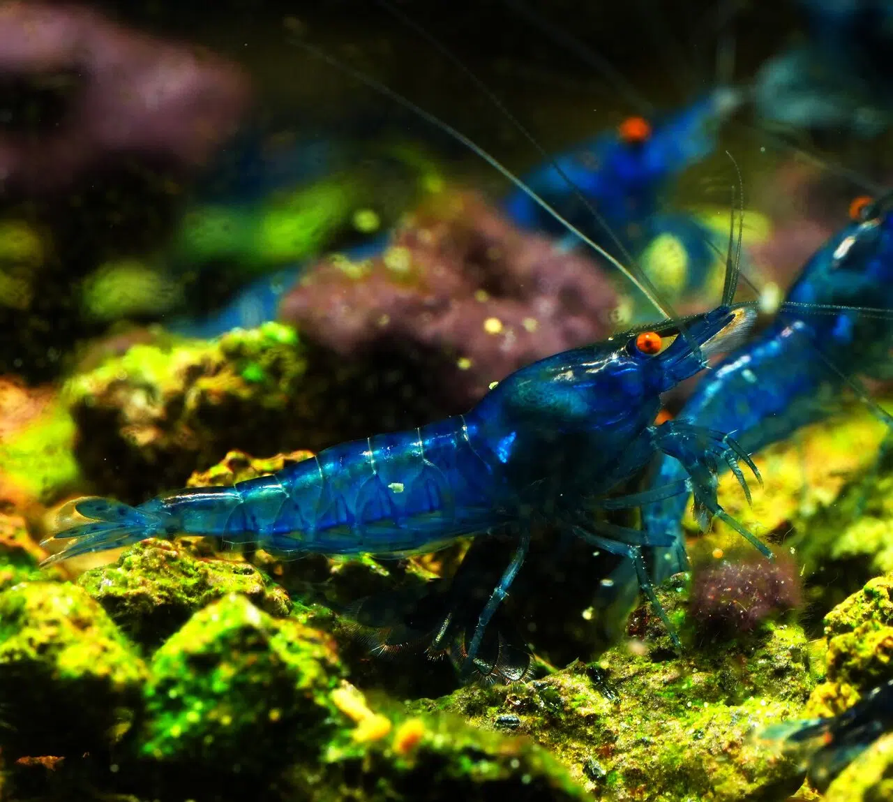 Galactic shrimp: a fascinating journey into the underwater world ...